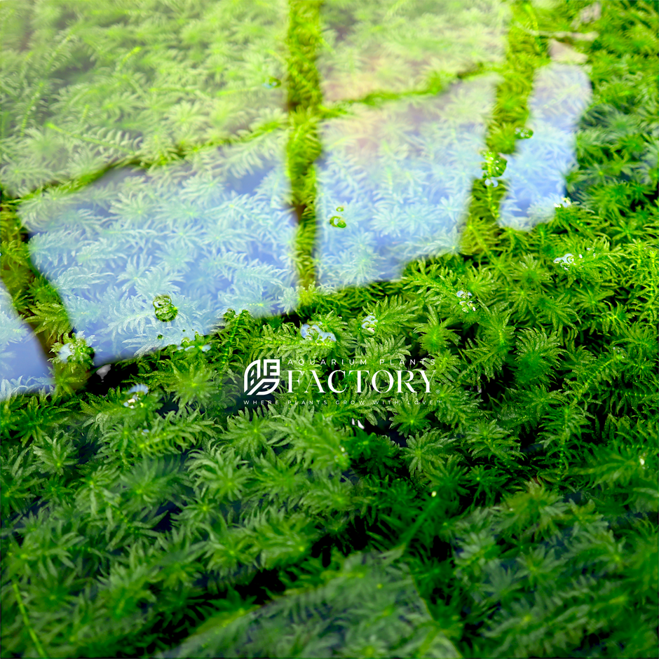 10 Must-Have Foreground Plants for Your Planted Aquarium – Aquarium ...