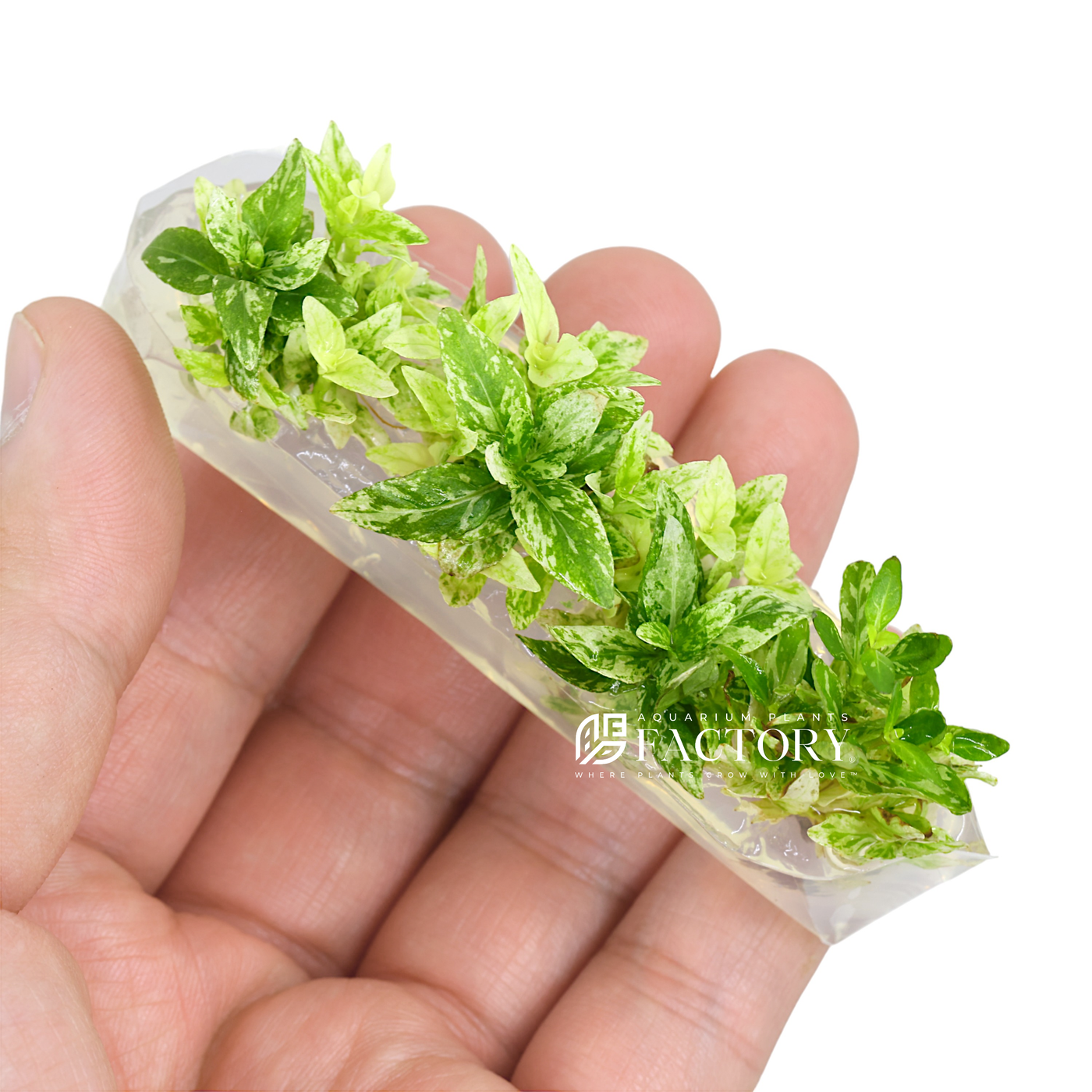 Aquarium Plants Factory Introduces a New Species: Staurogyne repens ‘S