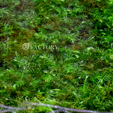 The Ultimate Guide to Fontinalis antipyretica (Willow Moss) – Aquarium ...