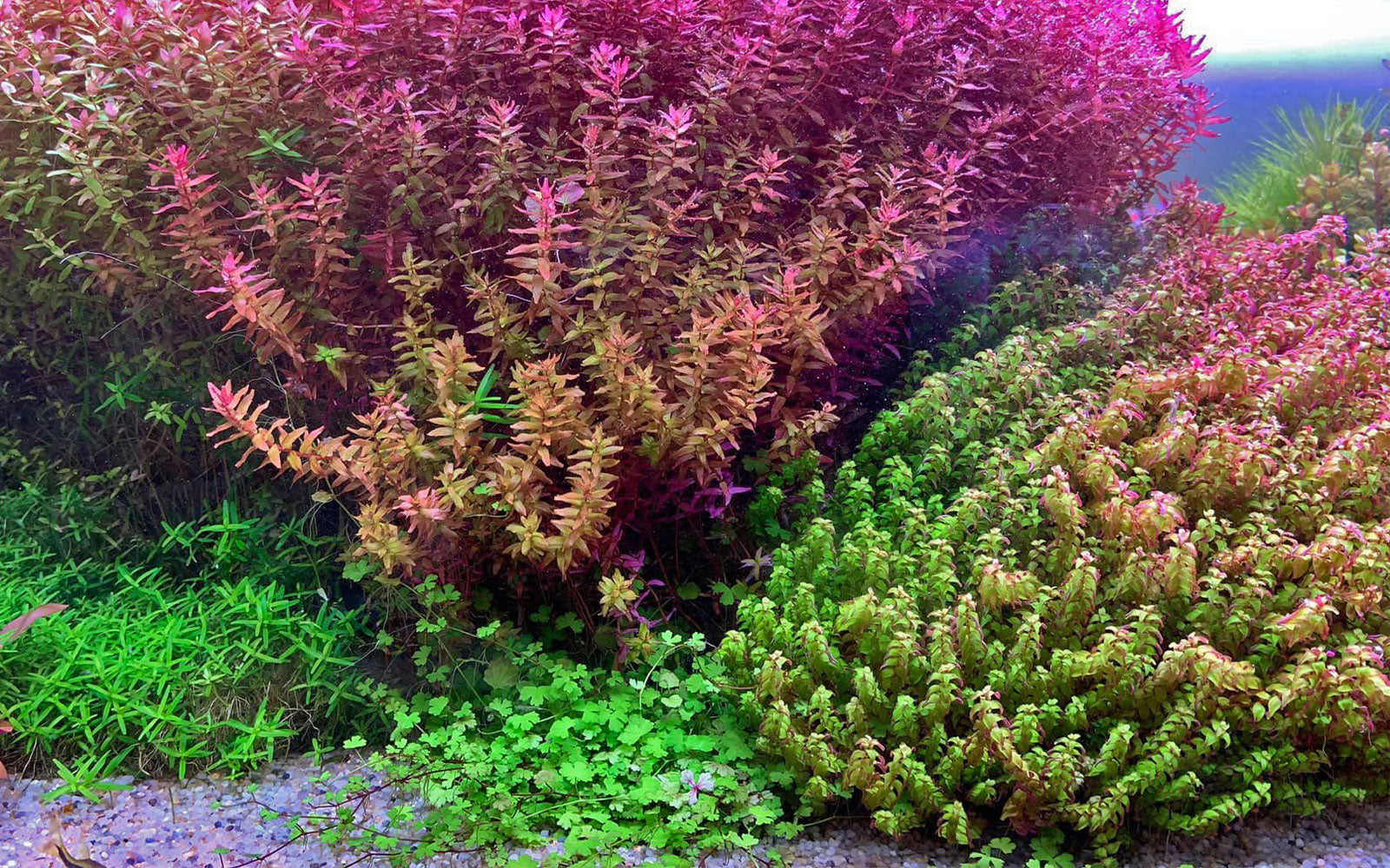 Aquarium Plants Factory | Premium Quality Aquatic Plants Online