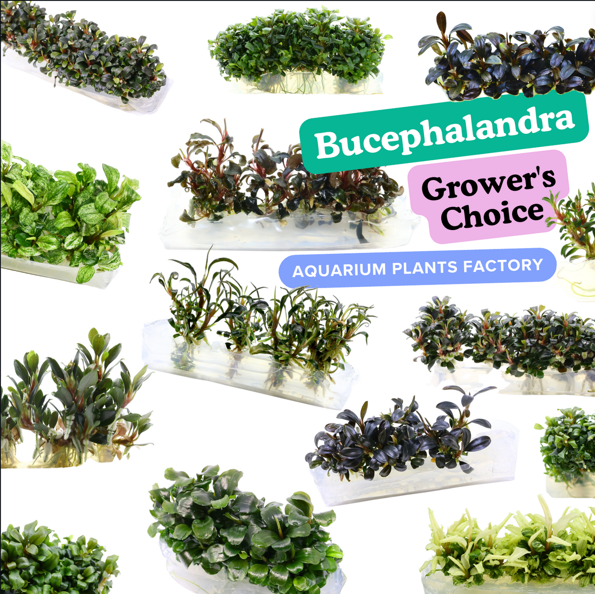 Bucephalandra Kedagang Red Tissue Culture APF Aquarium Plants Factory®