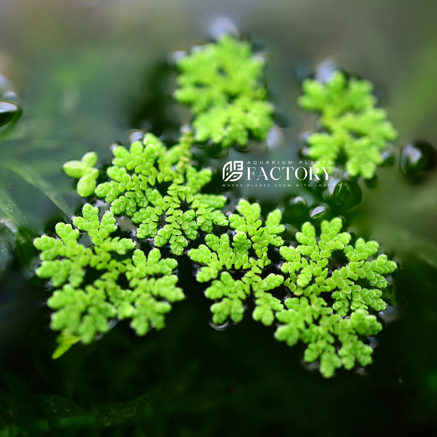 Azolla | Floating Plants | Aquarium, Pond & Water Gardens – Aquarium ...