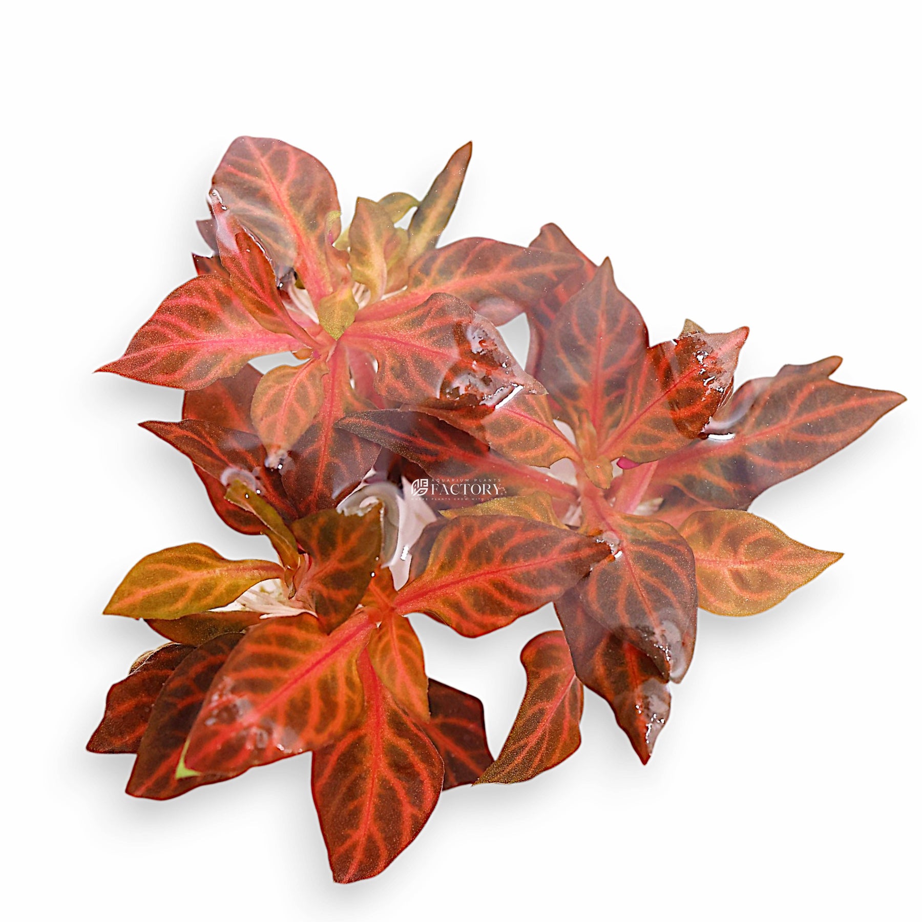 Alternanthera Collections Aquascape APF Aquarium Plants Factory®