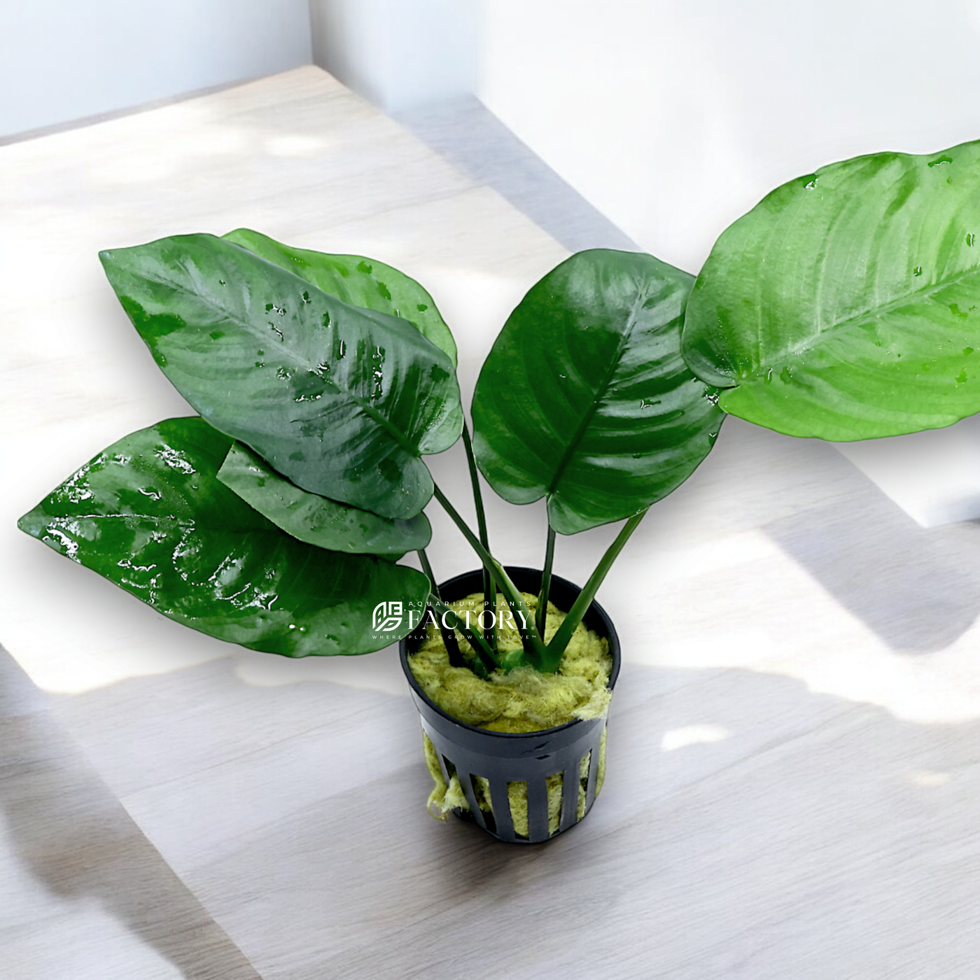 Anubias Barteri Broad Leaf APF Aquarium Plants Factory®