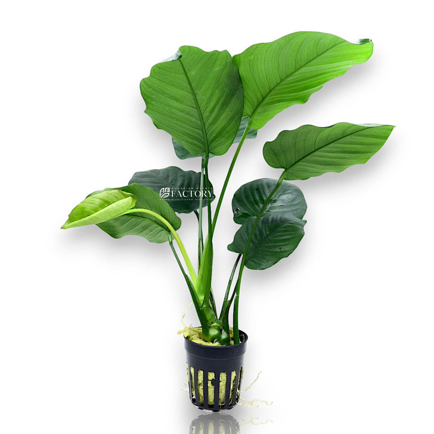 Anubias Barteri Large Size APF Aquarium Plants Factory®