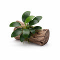 Anubias Nana on Driftwood | Aquarium Plants Factory®