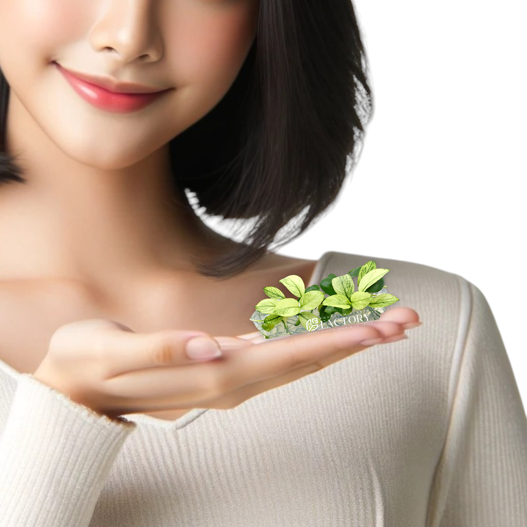 Anubias Pinto Tissue Culture APF Aquarium Plants Factory®