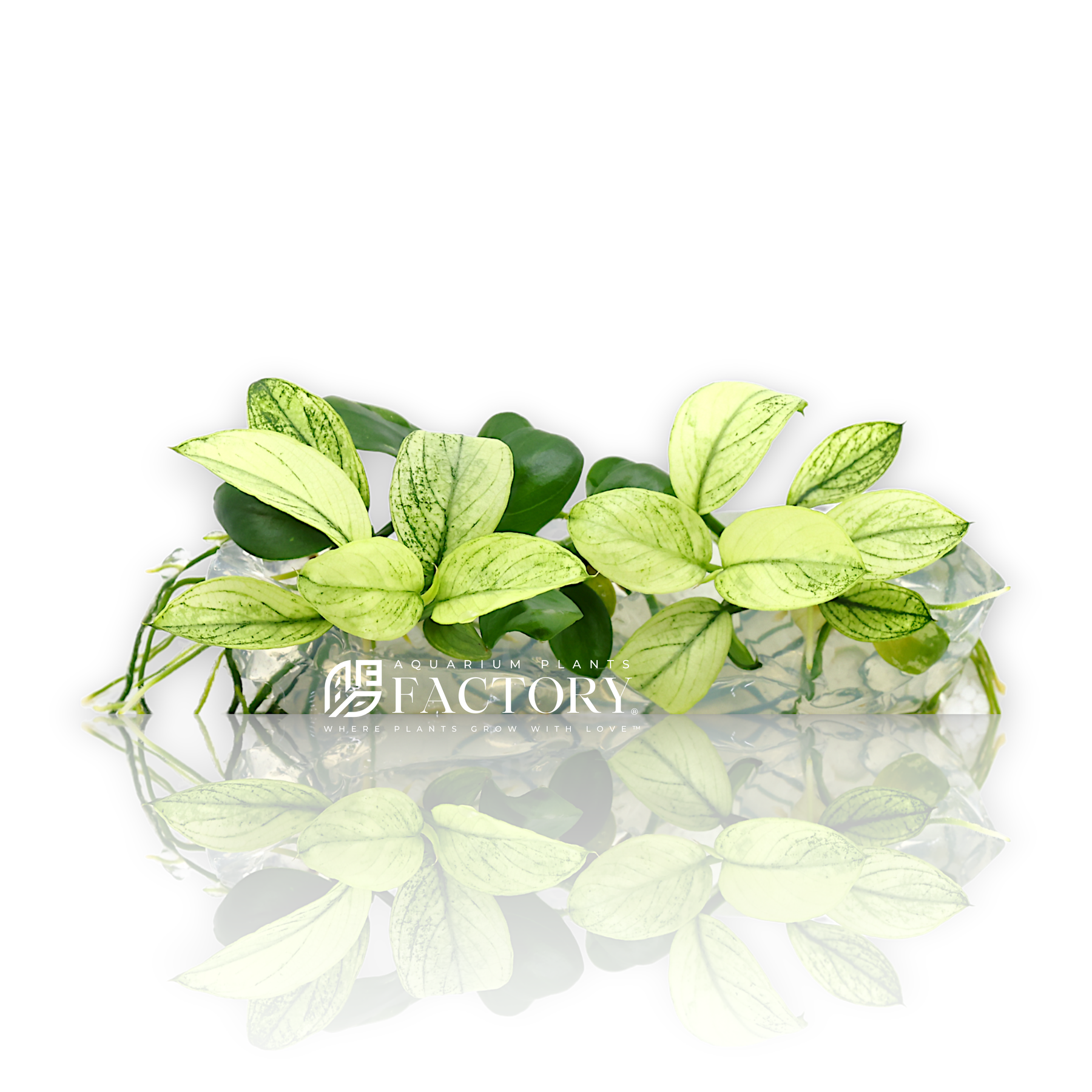 Anubias Pinto Tissue Culture APF Aquarium Plants Factory®