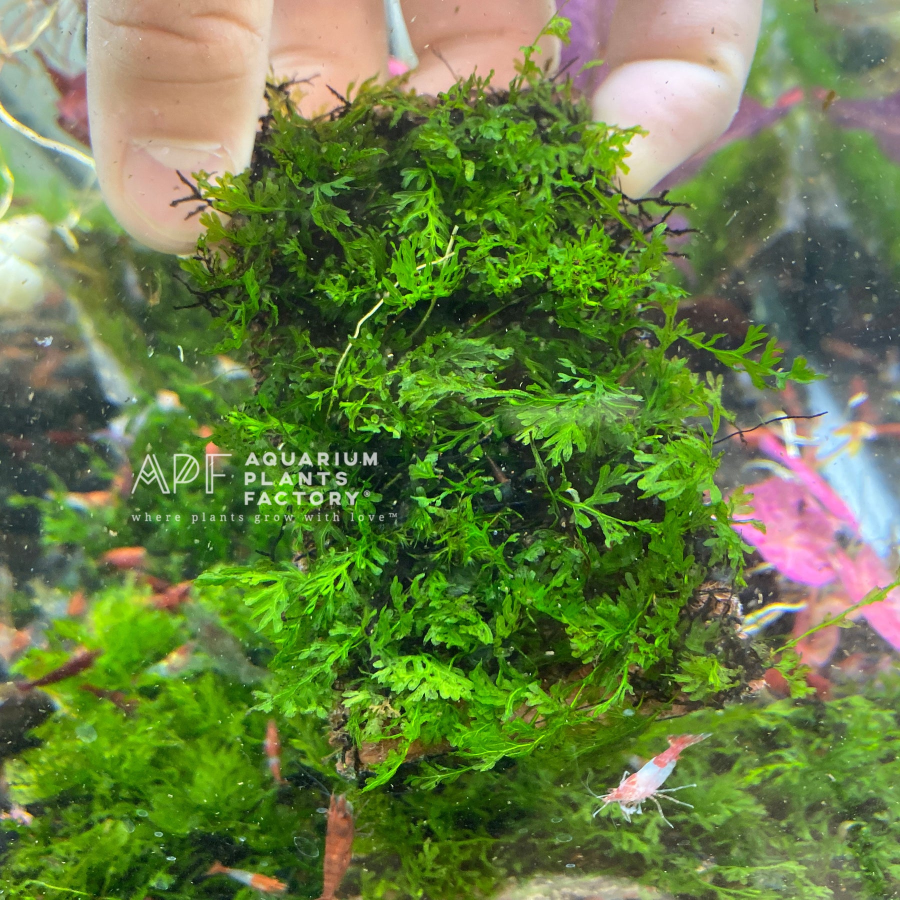 Bolbitis species | Aquarium Plants Factory®