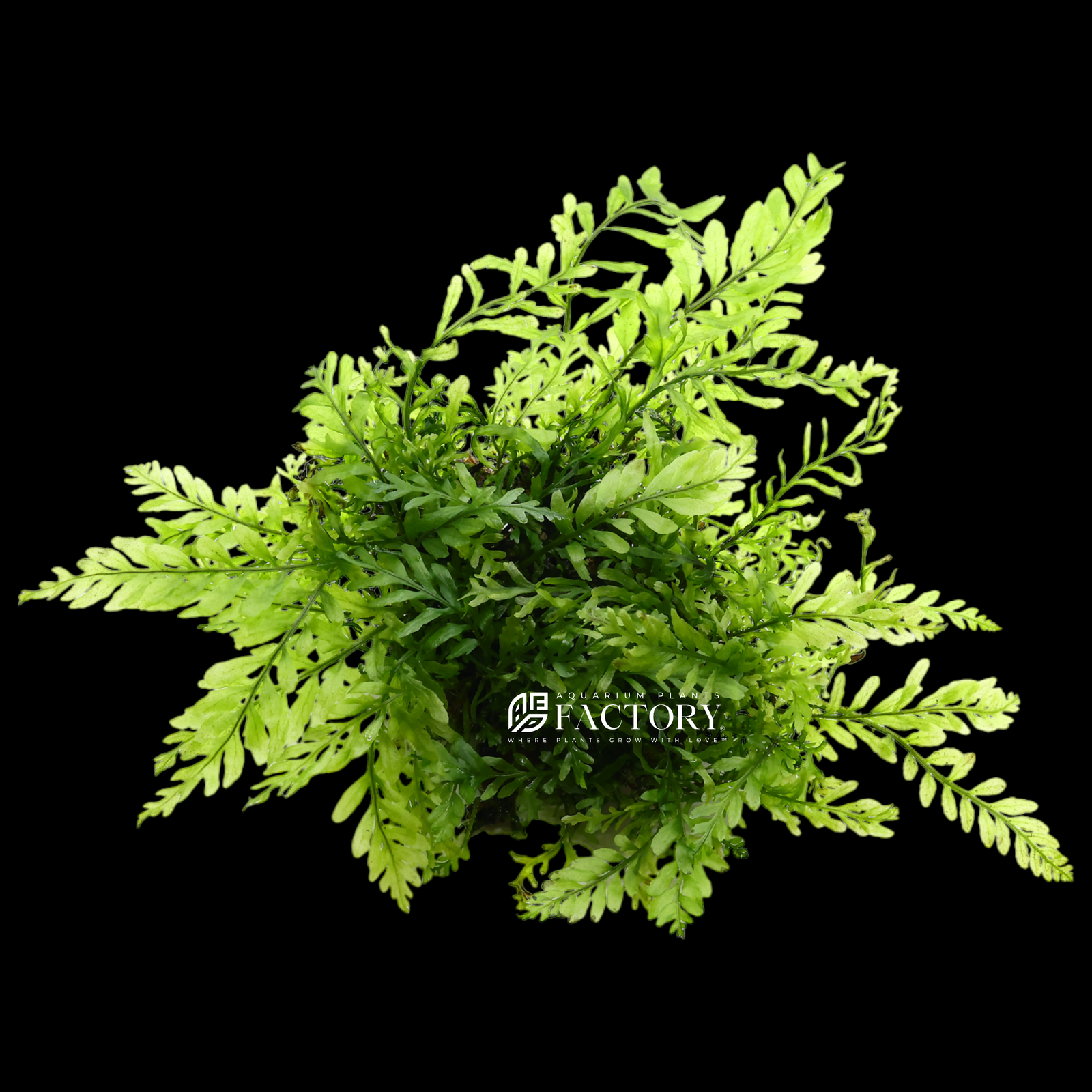 Bolbitis Heudelotii African Water Fern APF Aquarium Plants Factory®