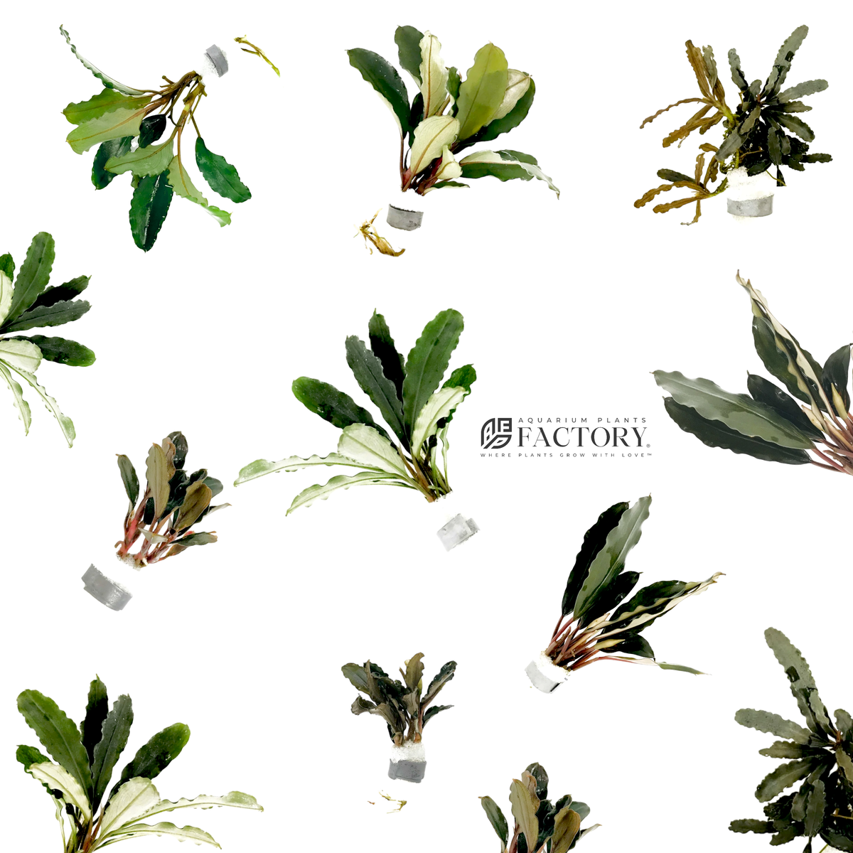 Bucephalandra Plants Packages Grower's Choice Aquarium Plants Factory