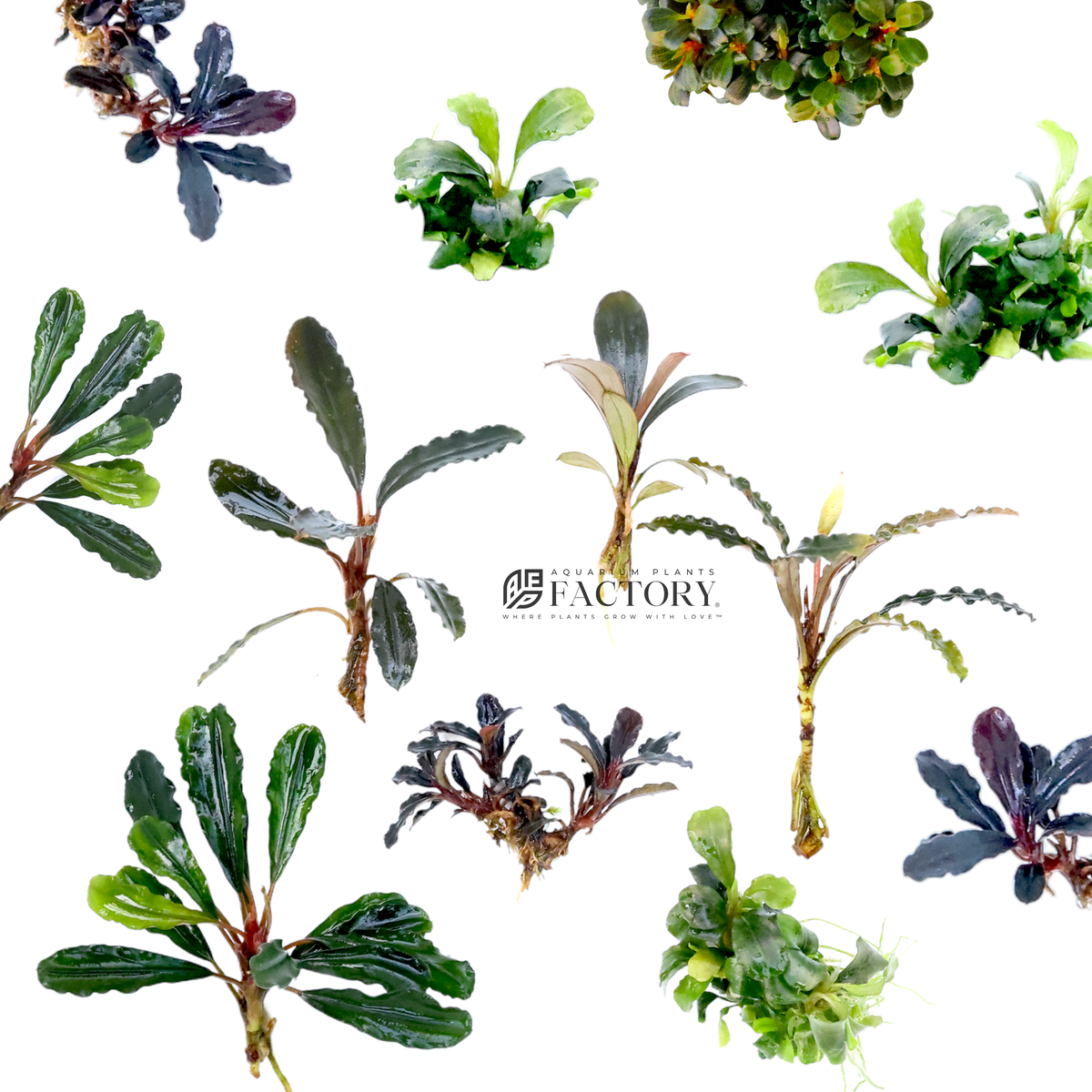 Bucephalandra Plants Packages Grower's Choice Aquarium Plants Factory