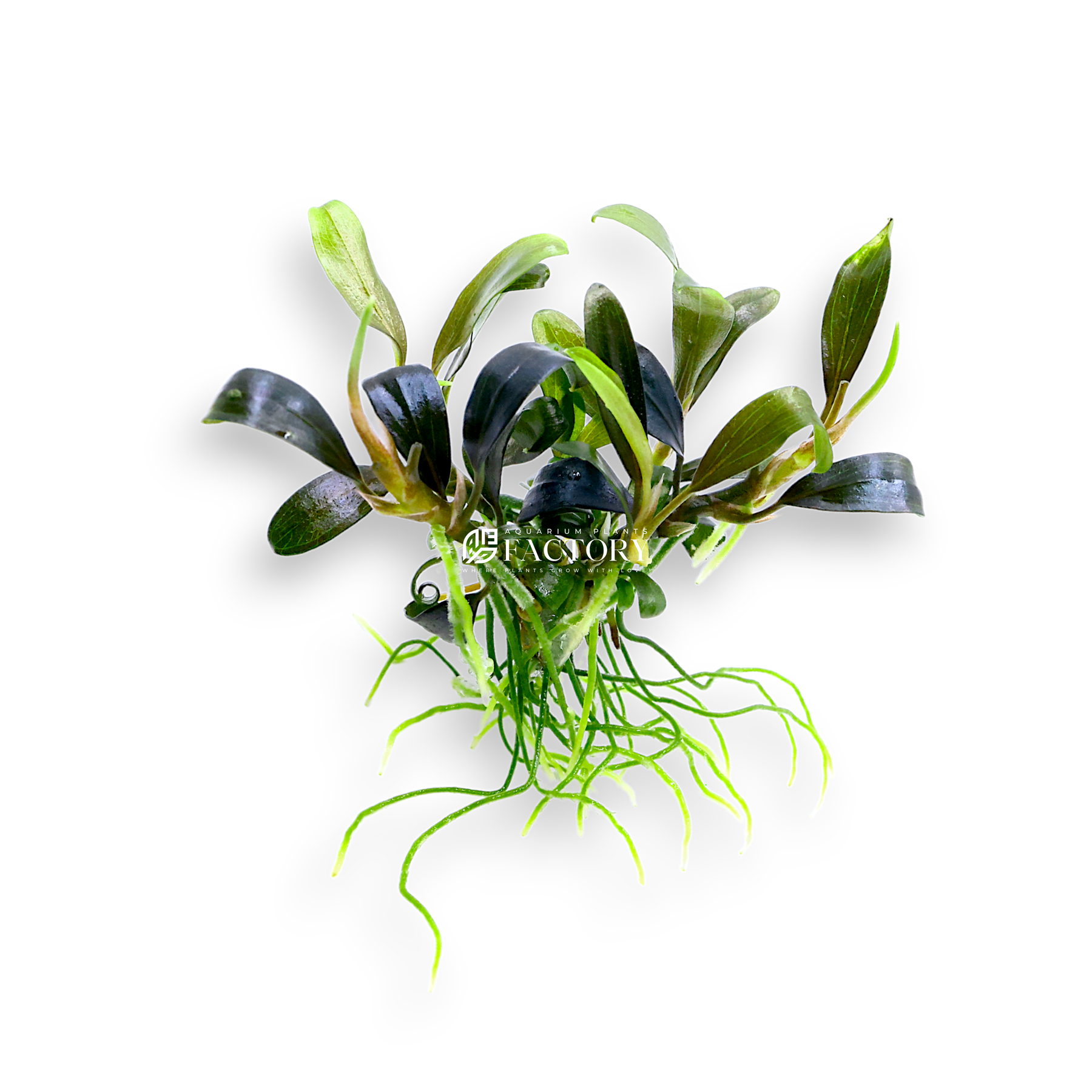 Bucephalandra King Blue Tissue Culture APF Aquarium Plants Factory®