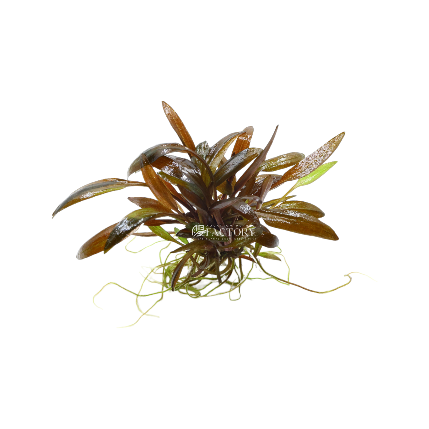 Cryptocoryne Undulatus 'Red' | APF Aquarium Plants Factory®