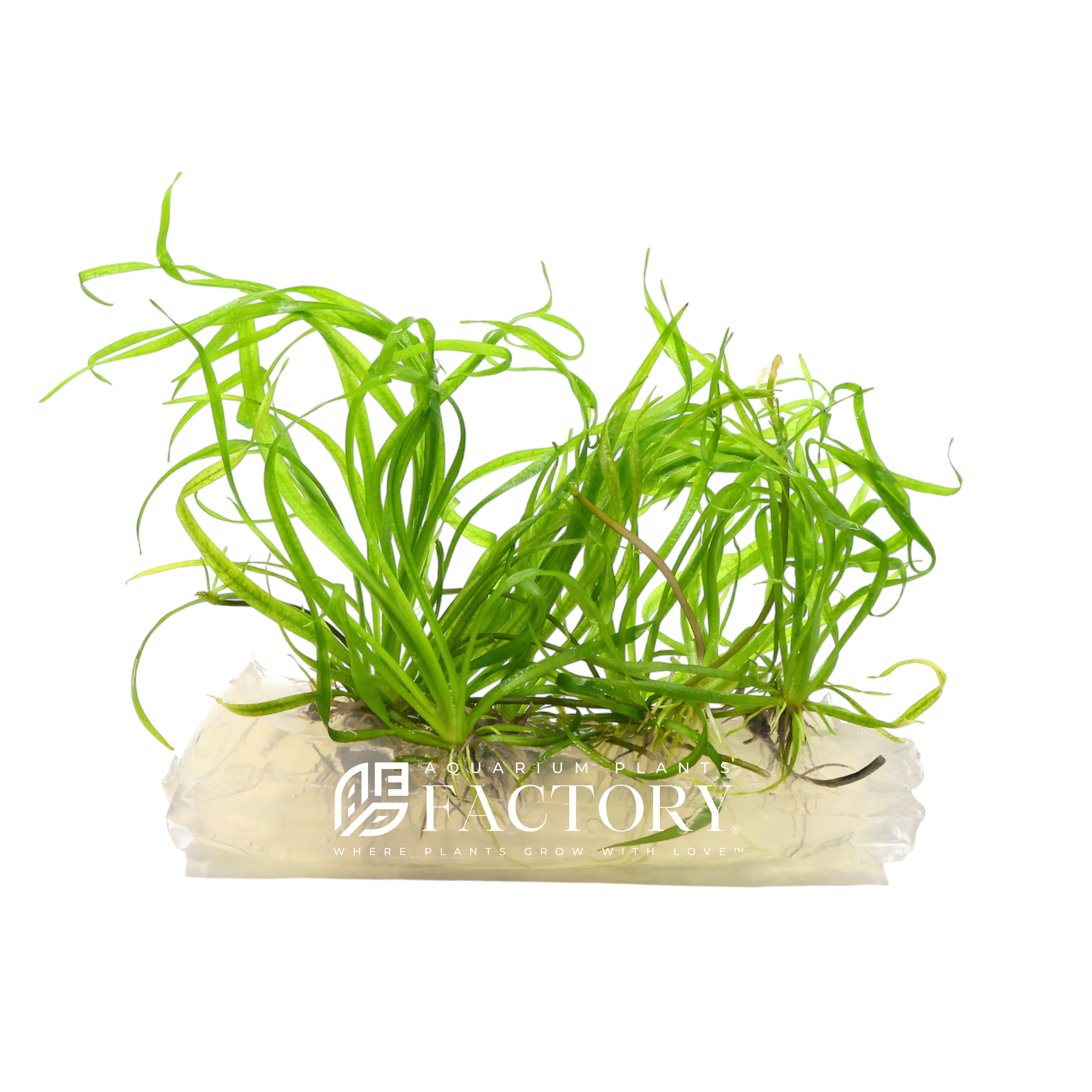 Helanthium Vesuvius (Echinodorus) Tissue Culture Aquarium Plants Factory®