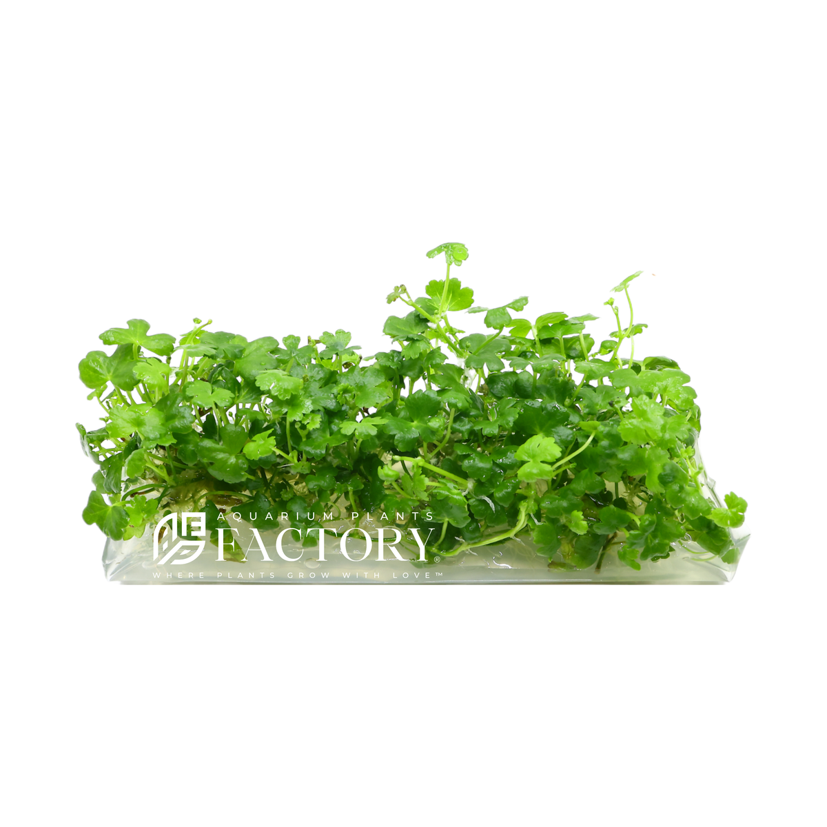 Hydrocotyle Collections Aquascape APF Aquarium Plants Factory®