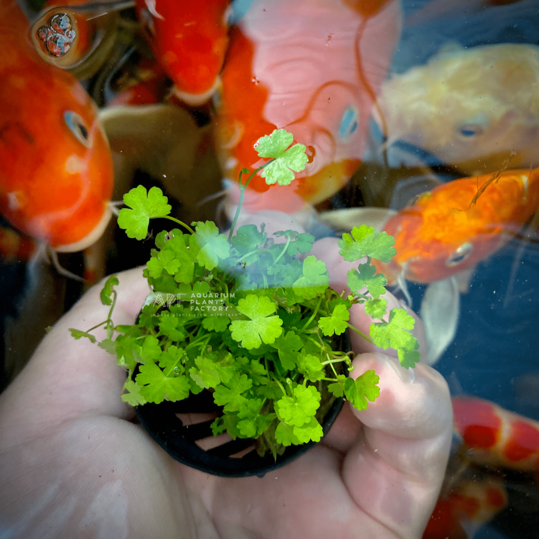 Hydrocotyle Tripartita Japan APF Aquarium Plants Factory®