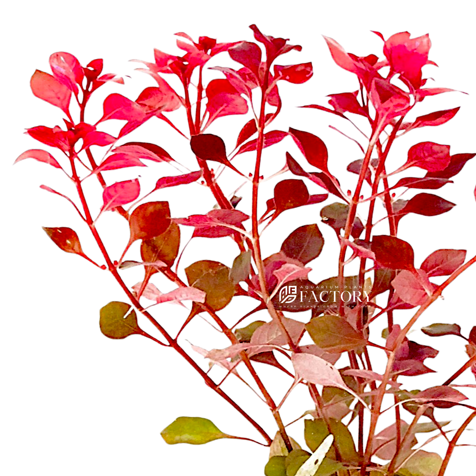 Ludwigia Super Red Mini | APF Aquarium Plants Factory®