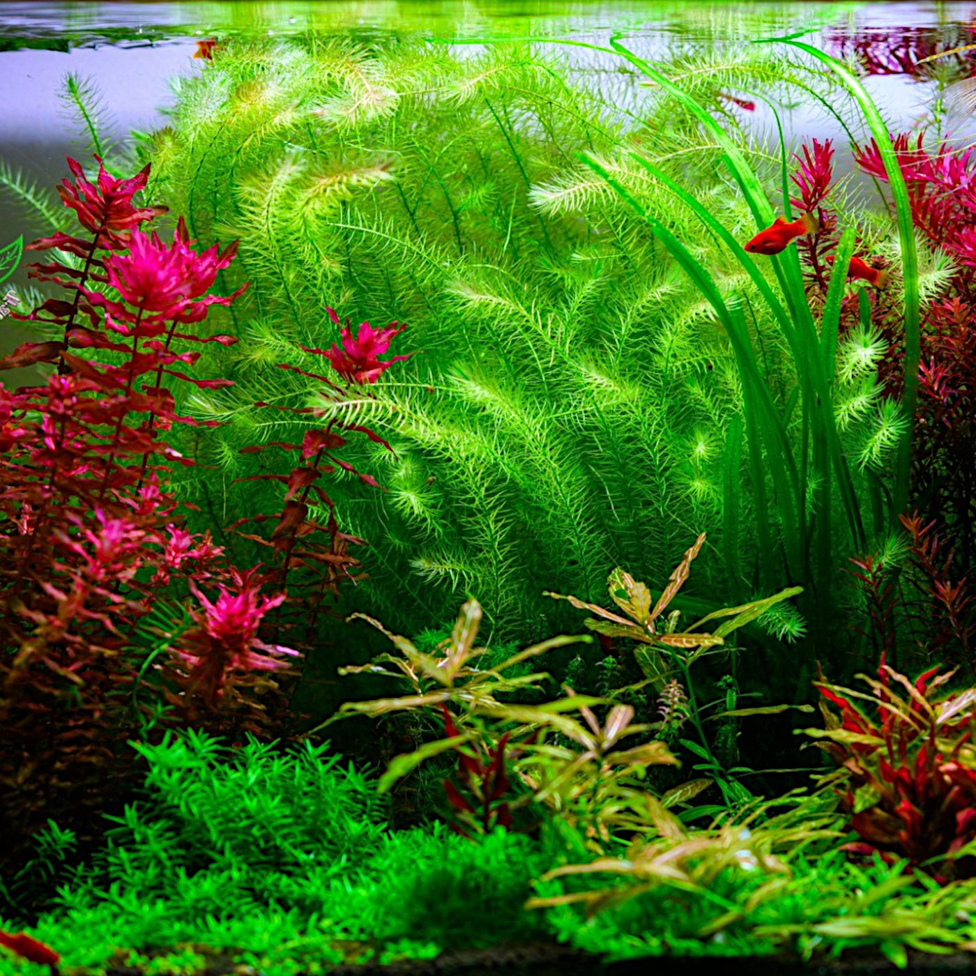 Mayaca Fluviatilis | APF Aquarium Plants Factory®