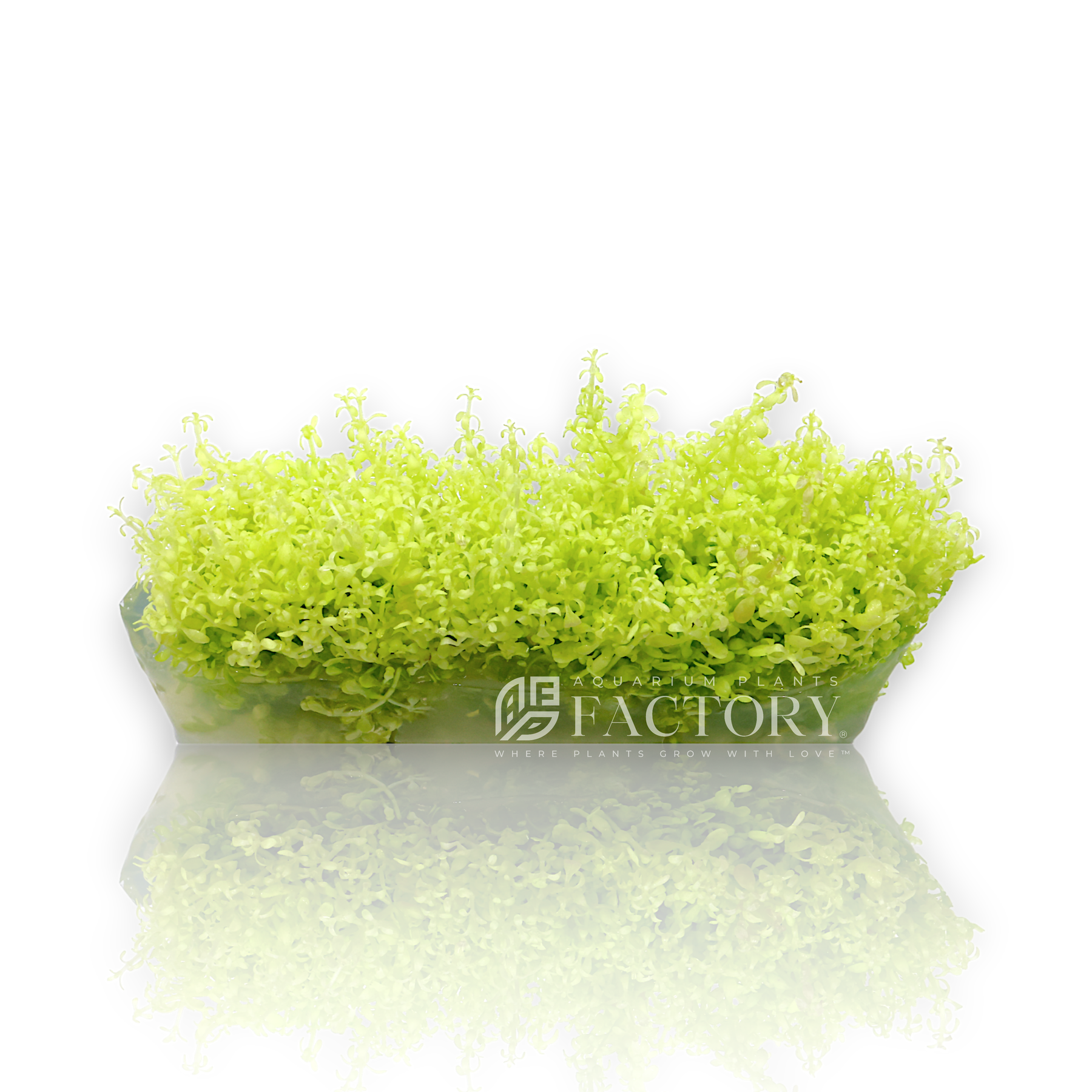 Micranthemum Callitrichoides 'Cuba Mint Green' Tissue Culture Aquarium ...