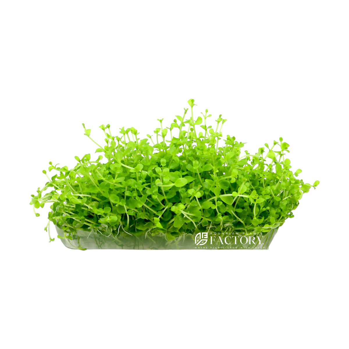Micranthemum Monte Carlo Tissue Culture Aquarium Plants Factory®