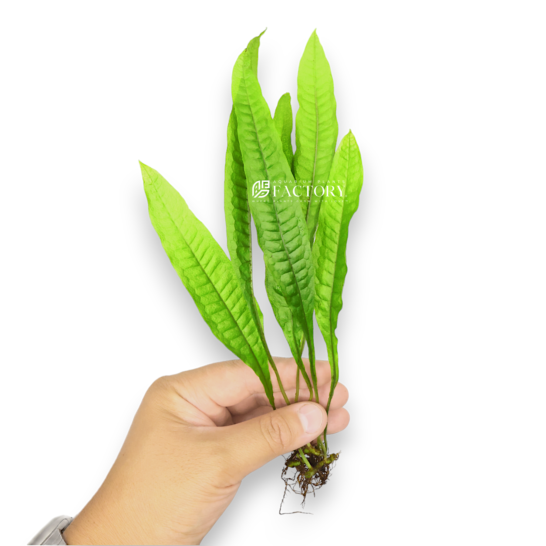 Microsorum Pteropus Java Fern Large Size APF Aquarium Plants Factory®