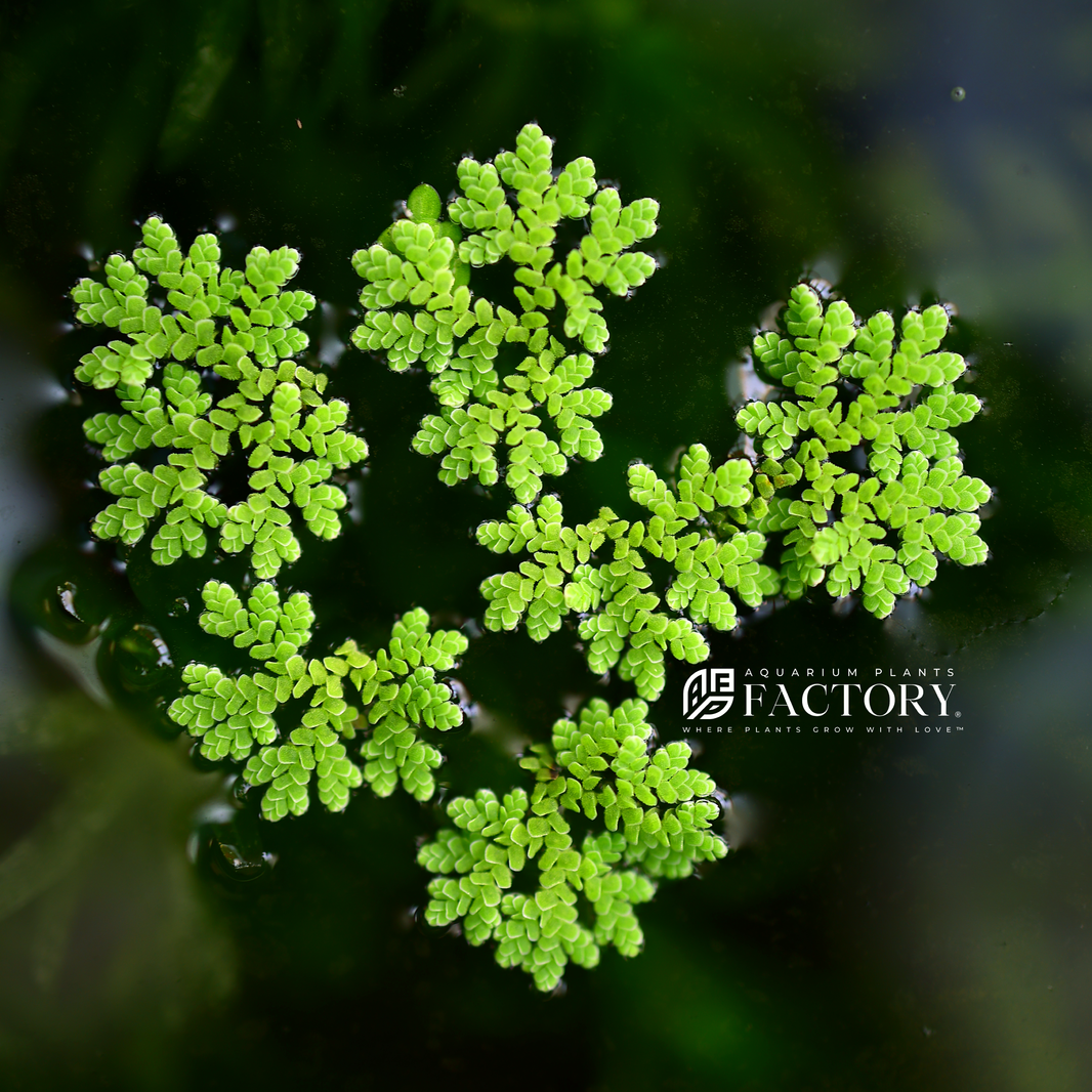 Azolla | Floating Plants | Aquarium, Pond & Water Gardens – Aquarium ...