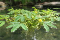 Neptunia Oleracea Water Mimosa Floating Aquarium Plants Factory®