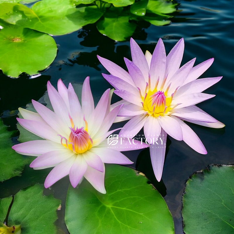 Nymphaea Casey Lee Slocum Tropical Water Lily Aquarium Plants Factory®
