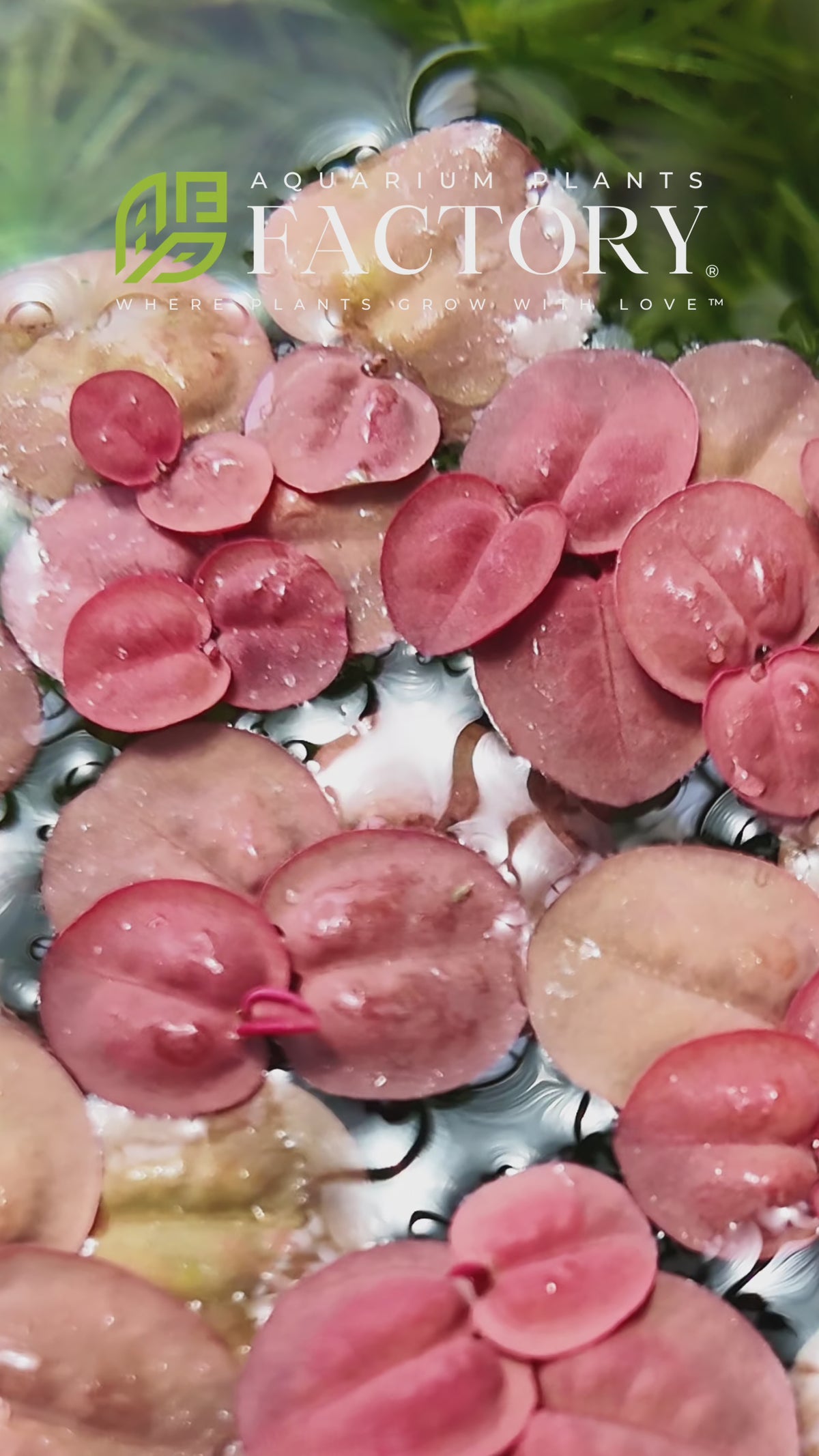 Red Root Floater Phyllanthus Fluitans | Aquarium Plants Factory