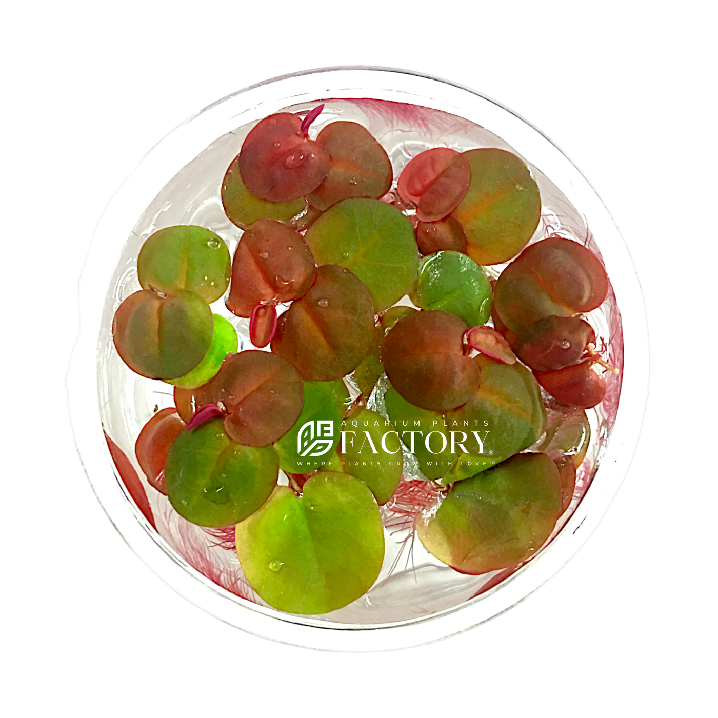 Red Root Floater Phyllanthus Fluitans | Aquarium Plants Factory