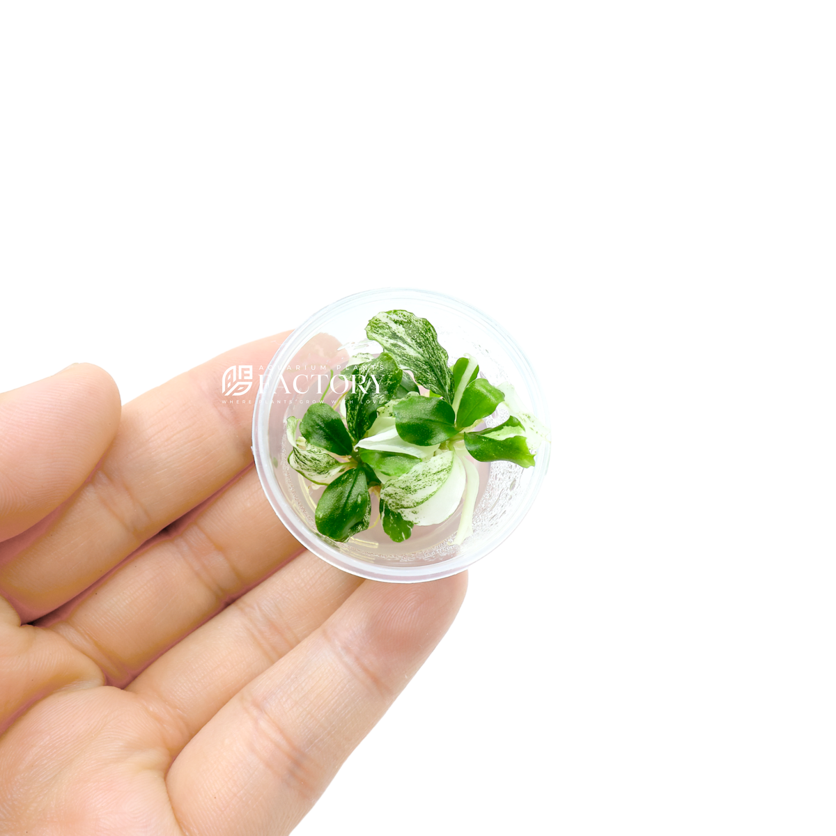 Bucephalandra White Marble Tissue Culture APF Aquarium Plants Factory®