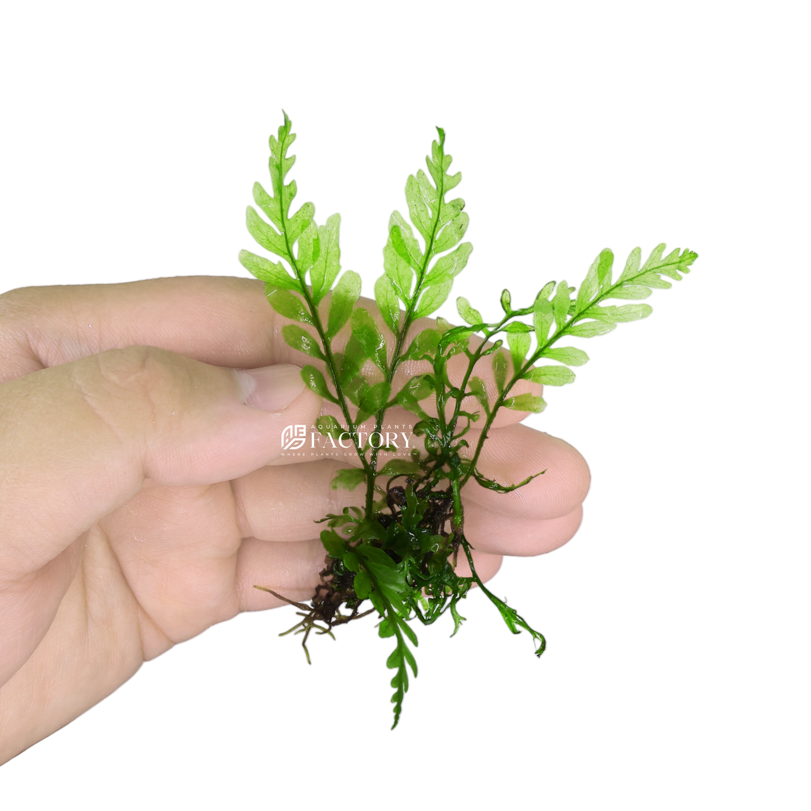 Bolbitis Heudelotii African Water Fern APF Aquarium Plants Factory®
