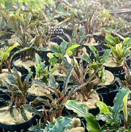 Bucephalandra | APF Buce Collection | Aquarium Plants Factory®