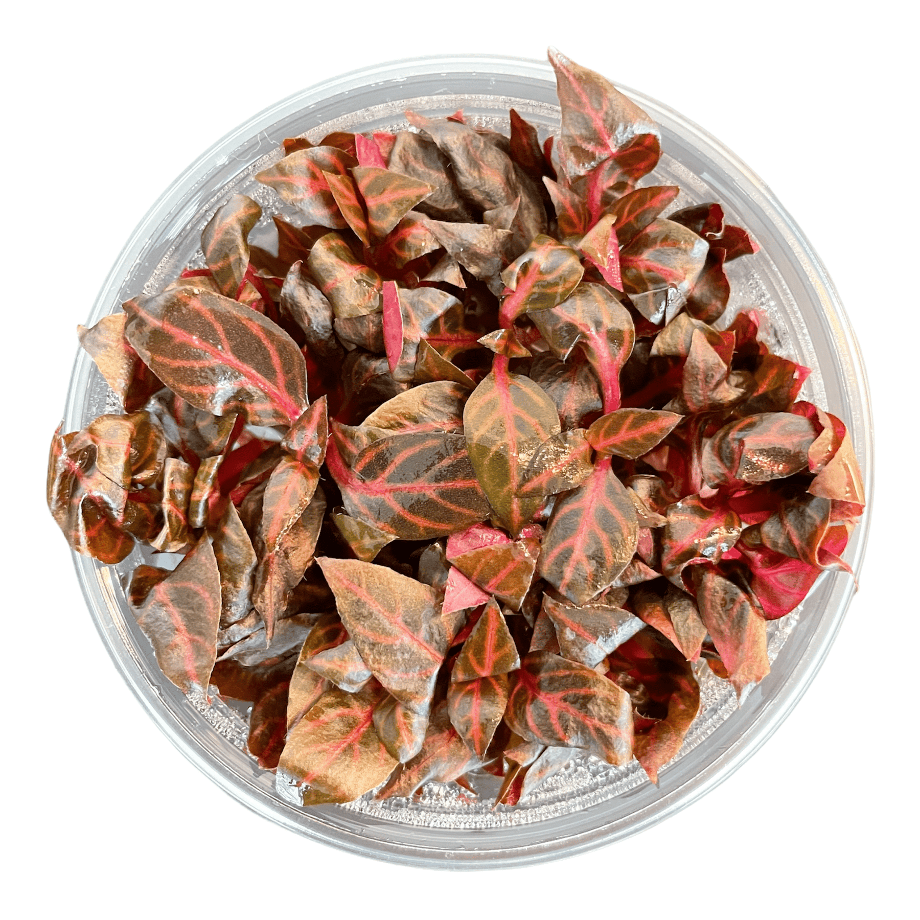 Alternanthera Rosanervig Tissue Culture | APF Aquarium Plants Factory®