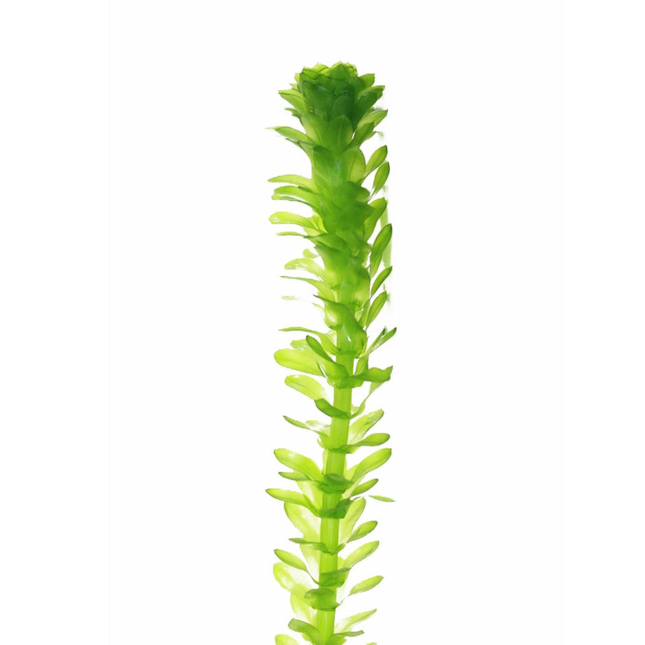 Anacharis / Egeria Densa | APF Aquarium Plants Factory®