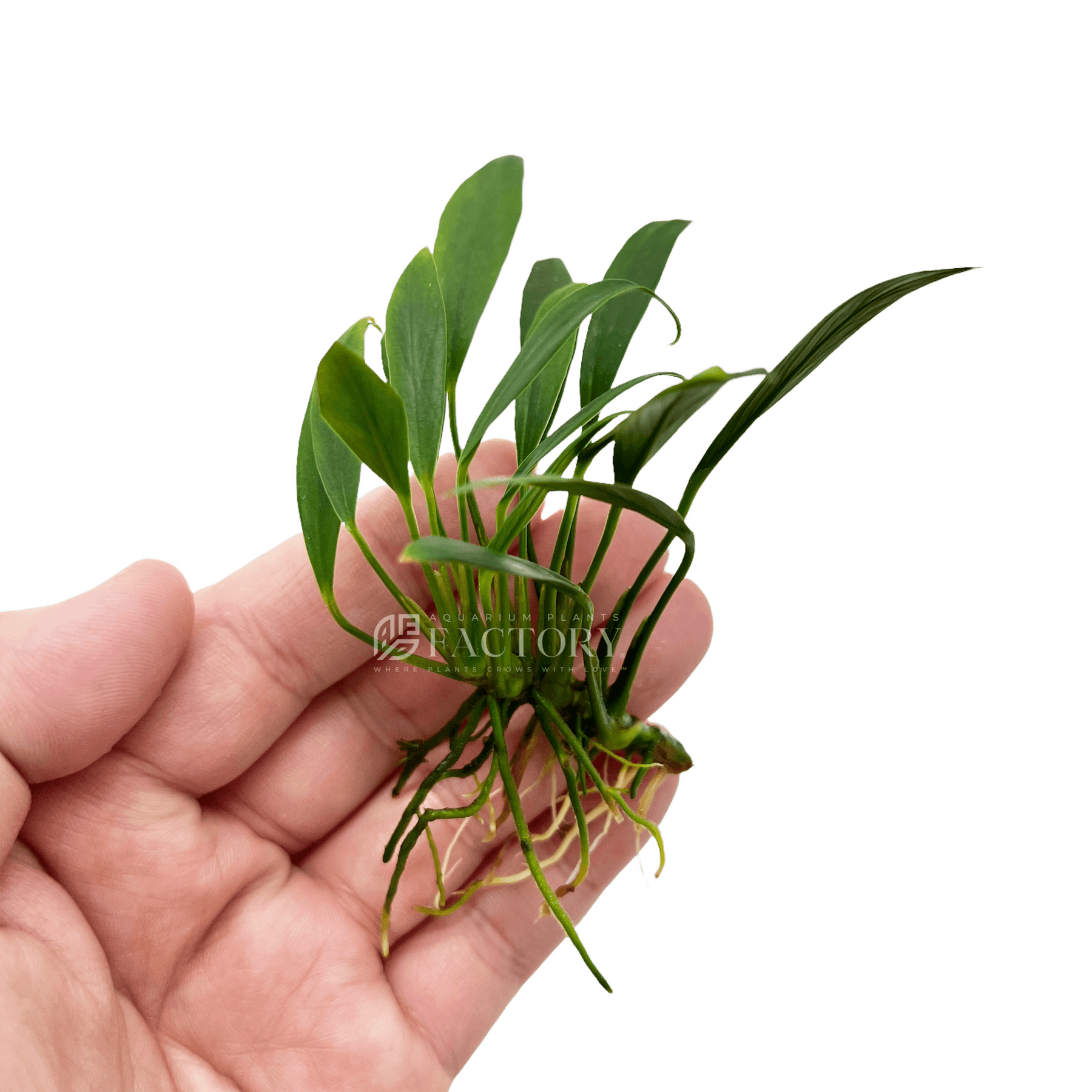 Anubias Congensis Mini | APF Aquarium Plants Factory®