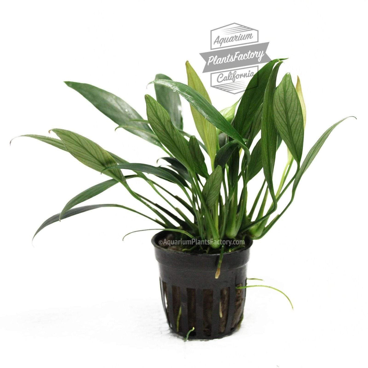 Products – Page 3 – Aquarium Plants Factory
