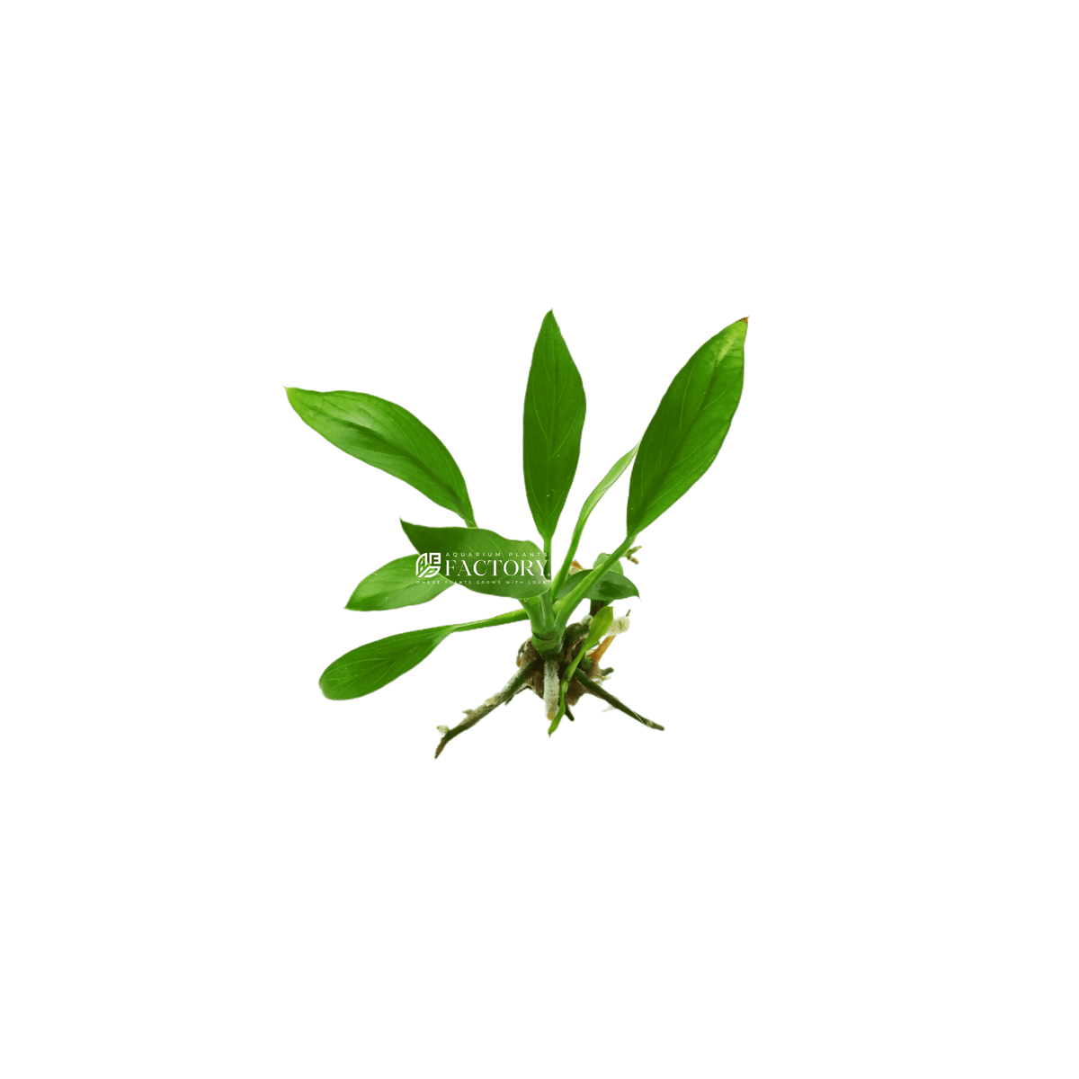 Anubias Congensis Mini Size | APF Aquarium Plants Factory®