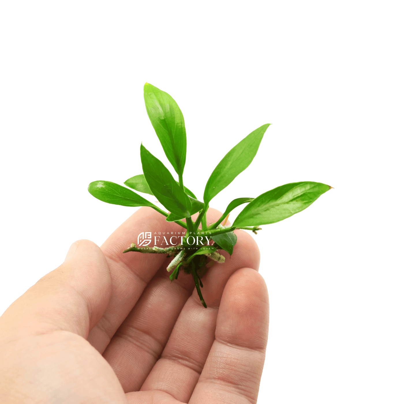 Anubias Congensis Mini Size | APF Aquarium Plants Factory®