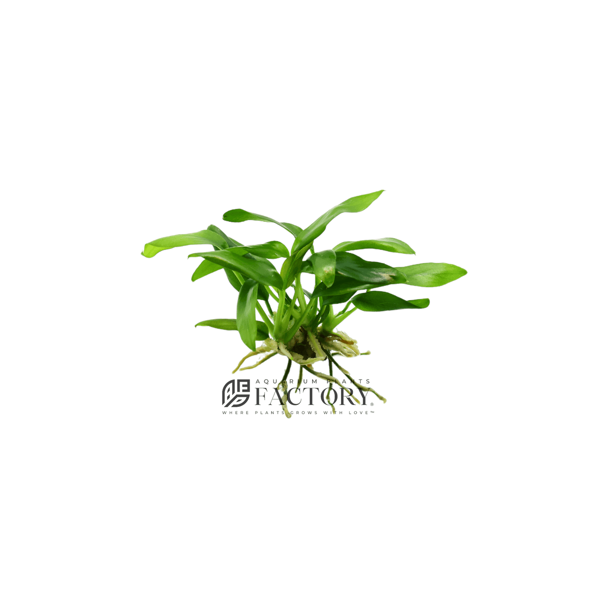 Anubias Minima Mini Size | APF Aquarium Plants Factory®