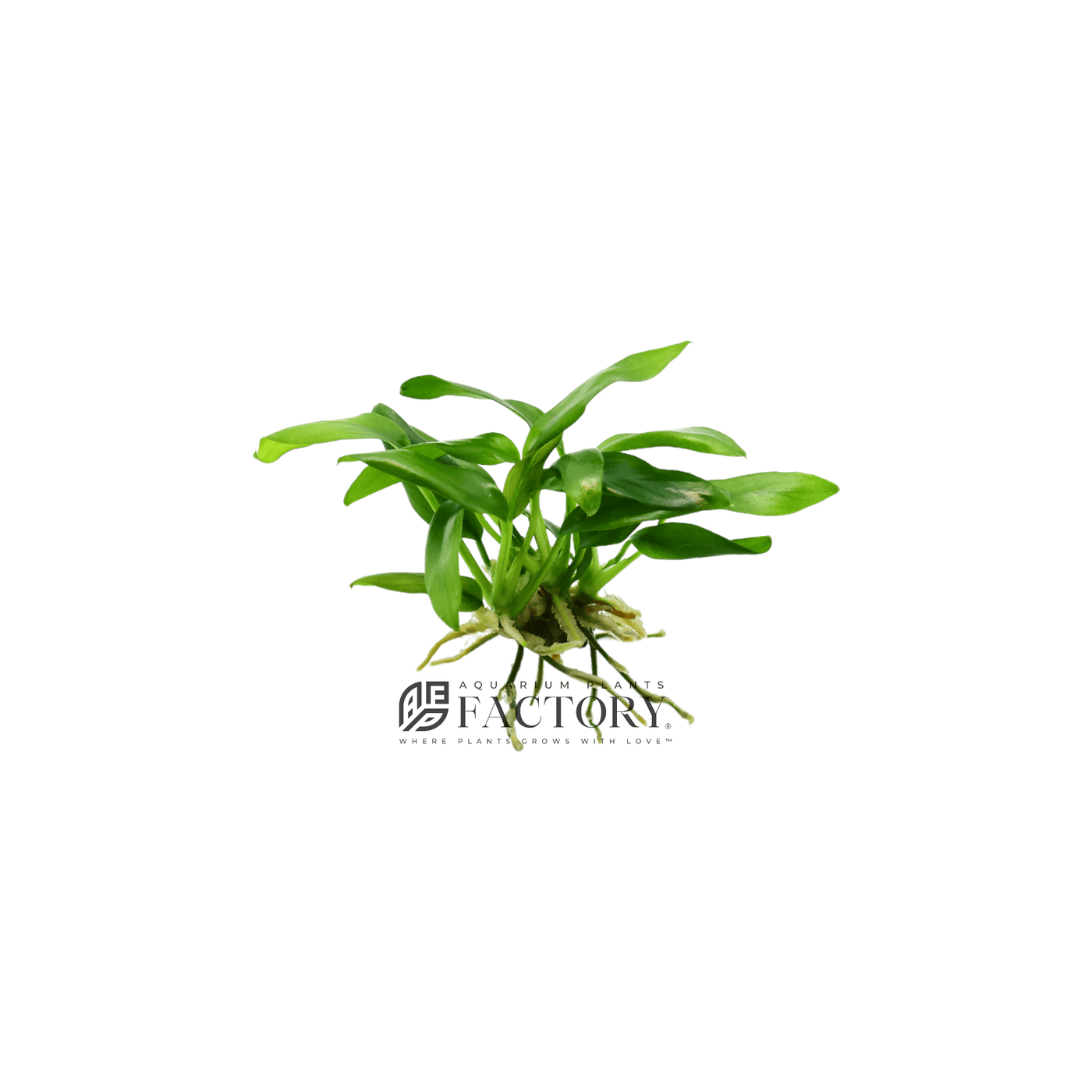 Anubias Minima Mini Size | APF Aquarium Plants Factory®