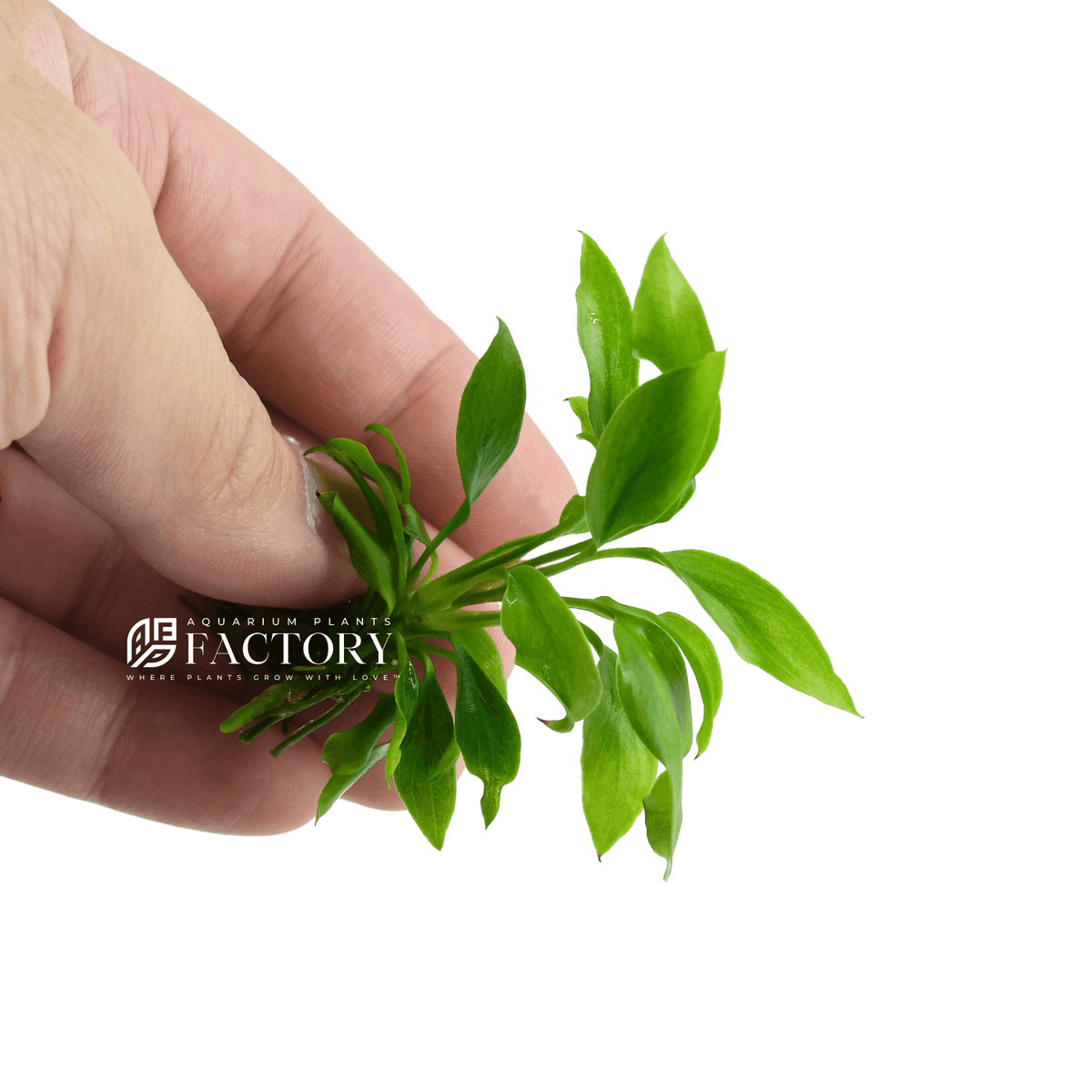 Anubias Barteri Striped Mini Size | APF Aquarium Plants Factory®