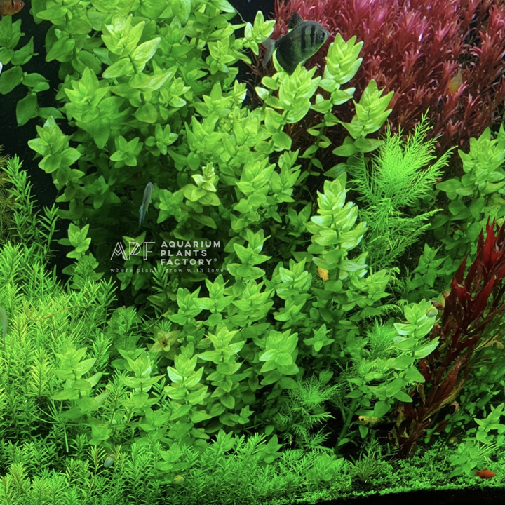 Bacopa Caroliniana Lemon Bacopa APF Aquarium Plants Factory®