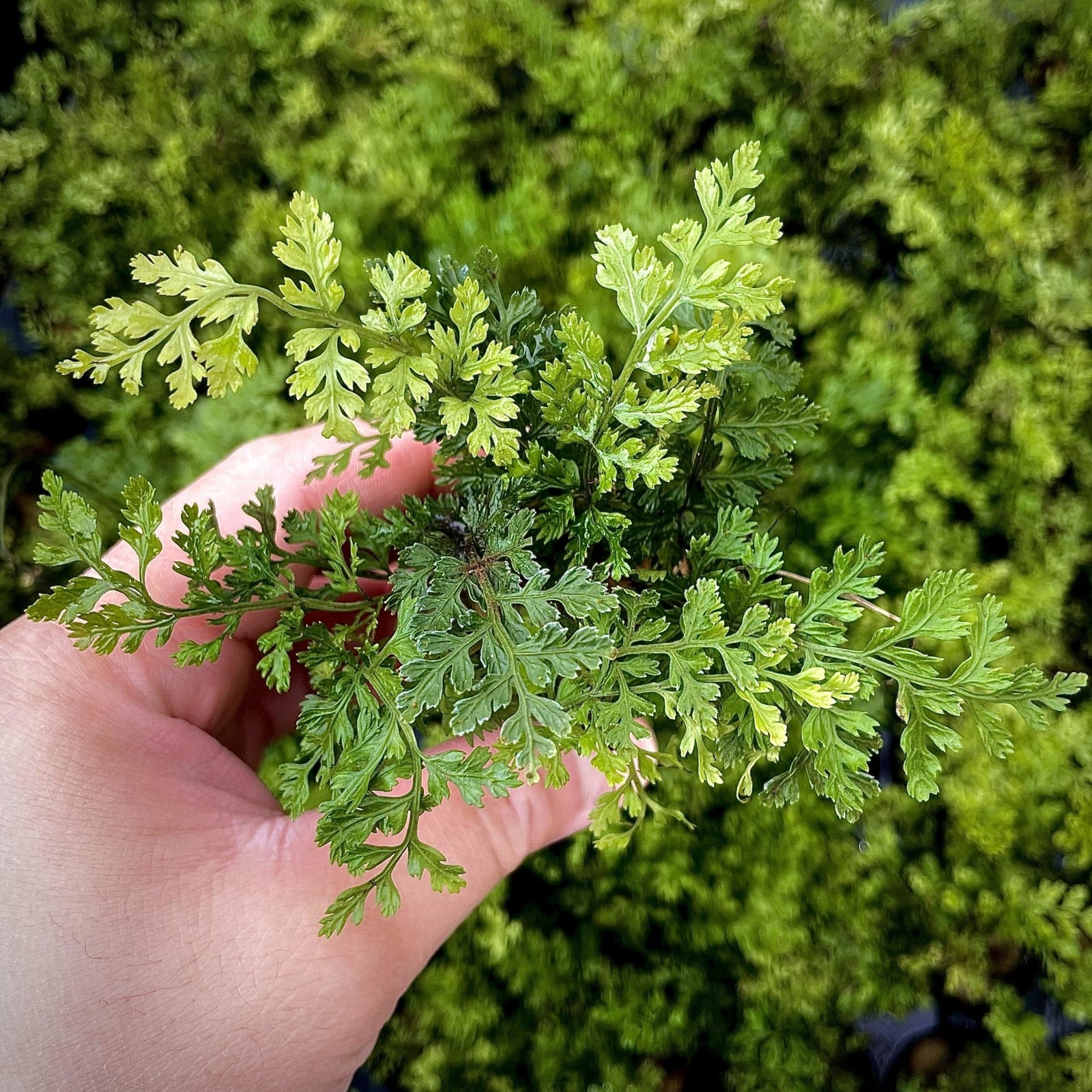 Bolbitis species | Aquarium Plants Factory®