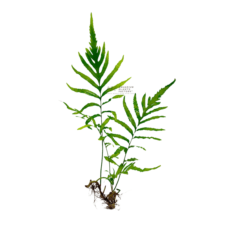 Bolbitis Heudelotii African Water Fern APF Aquarium Plants Factory®