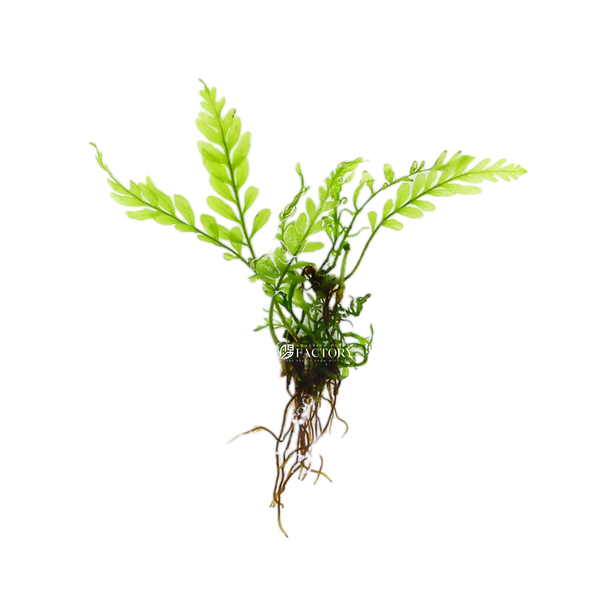Bolbitis Heudelotii African Water Fern APF Aquarium Plants Factory®
