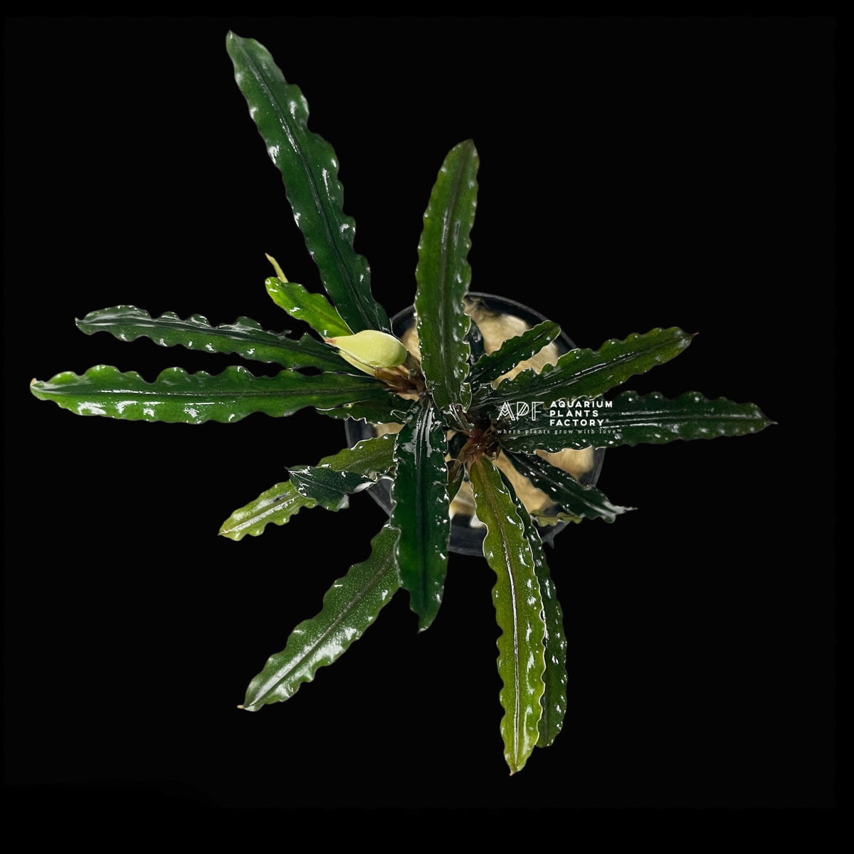 Products – Page 6 – Aquarium Plants Factory