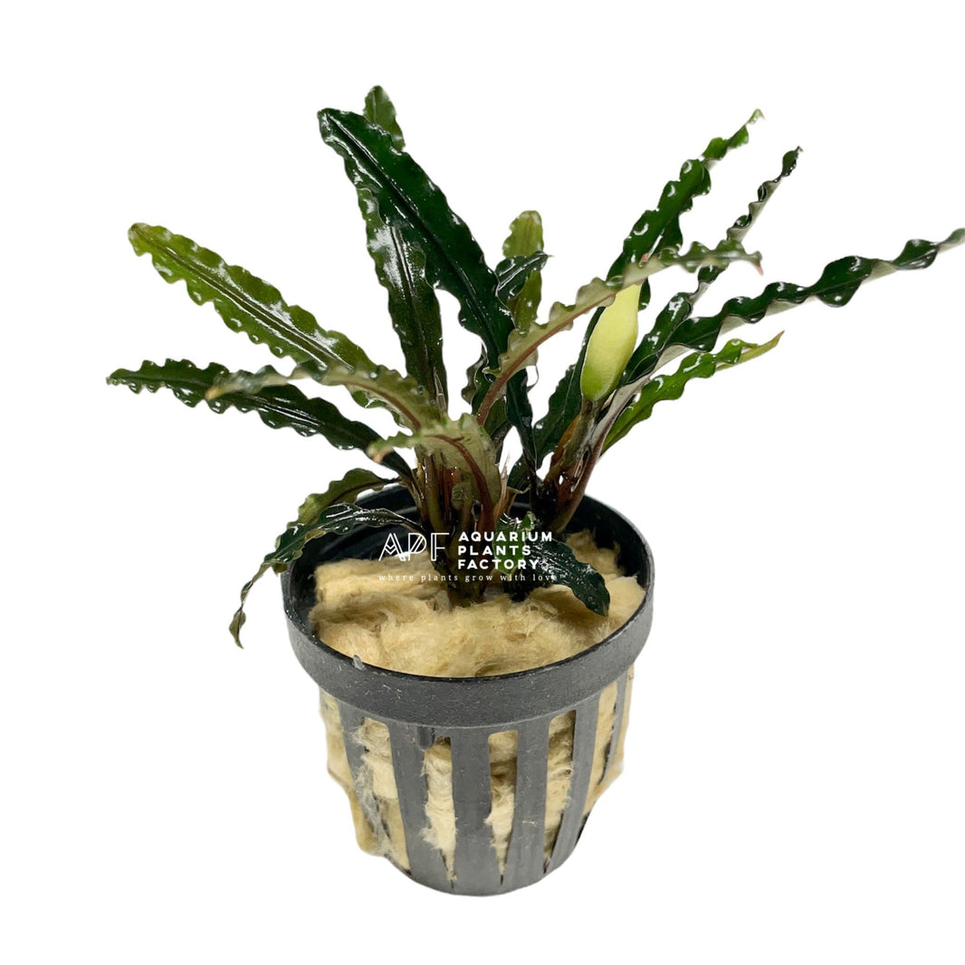 Products – Page 6 – Aquarium Plants Factory