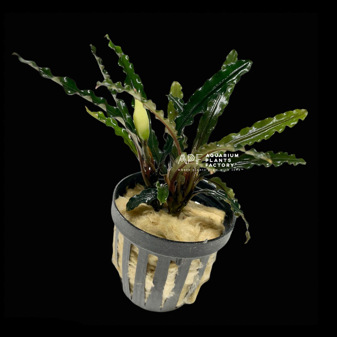 bucephalandra blue melon ② - 8，499円 | noguchi.ug.edu.gh